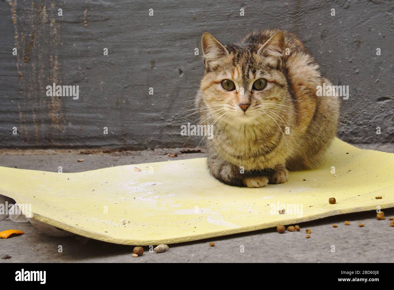 A poor stray cat sat down on a piece of foam rubber Stock Photo - Alamy