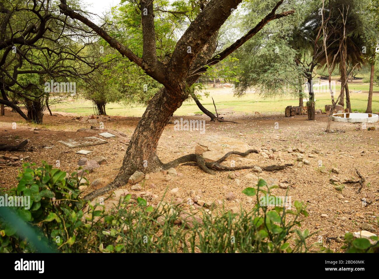 Natural Autumn forest/Jungle In India Big Trees And Tree Branches Stock ...