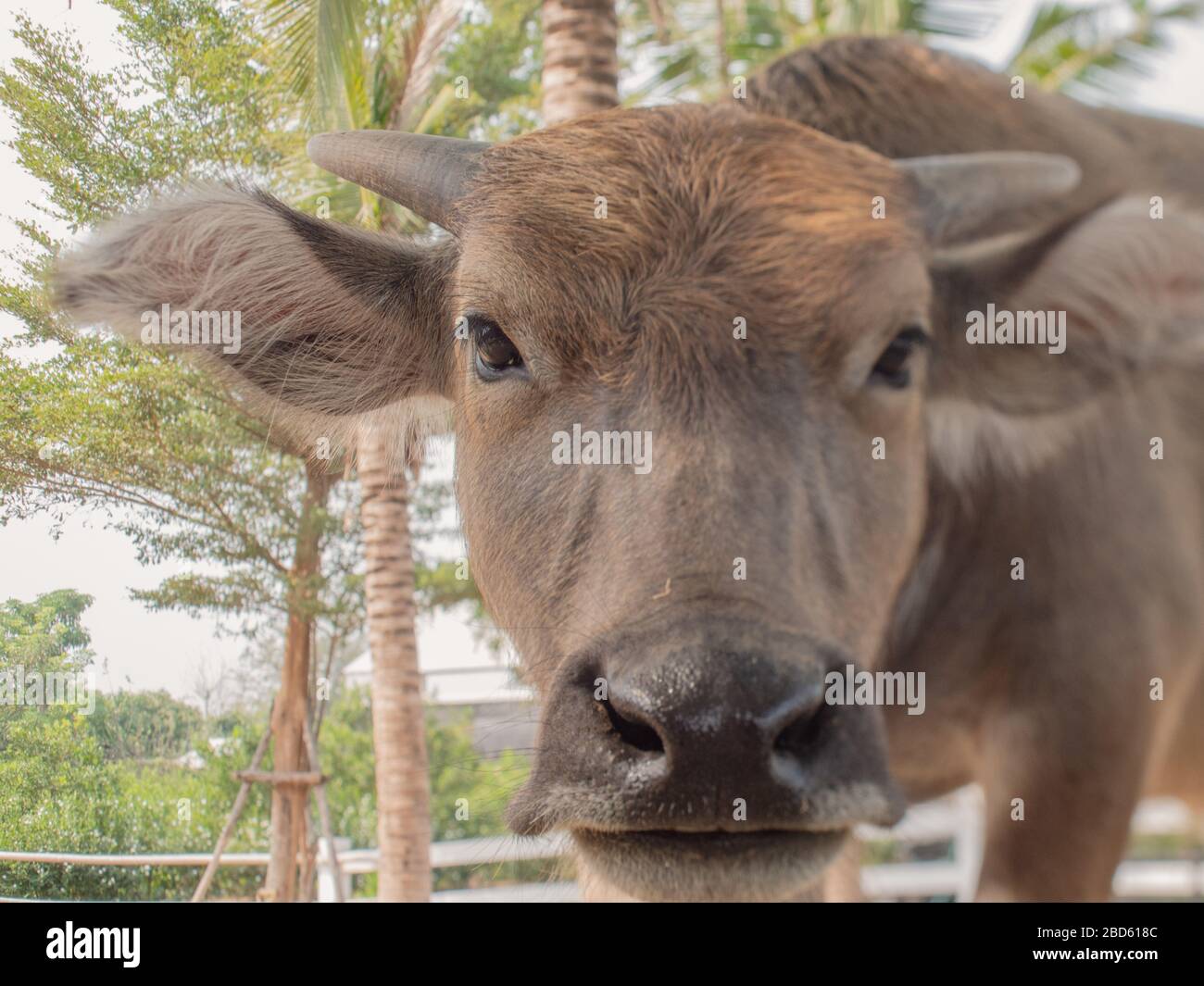 A portrait of cute little buffalo looking right into the camera, taken ...