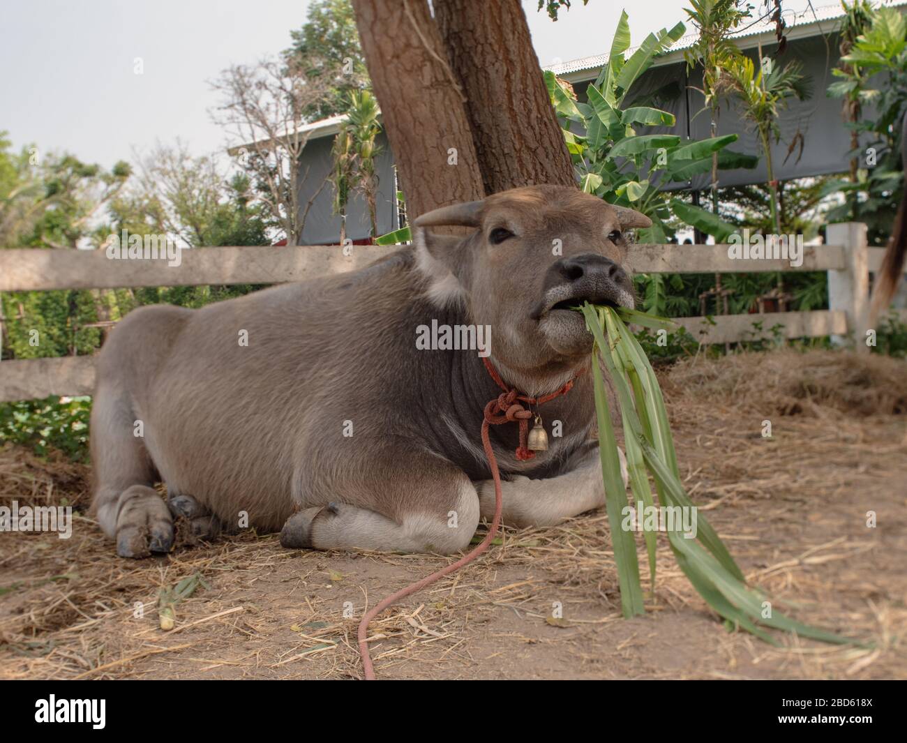 Cute Baby Buffalo High Resolution Stock Photography and Images - Alamy