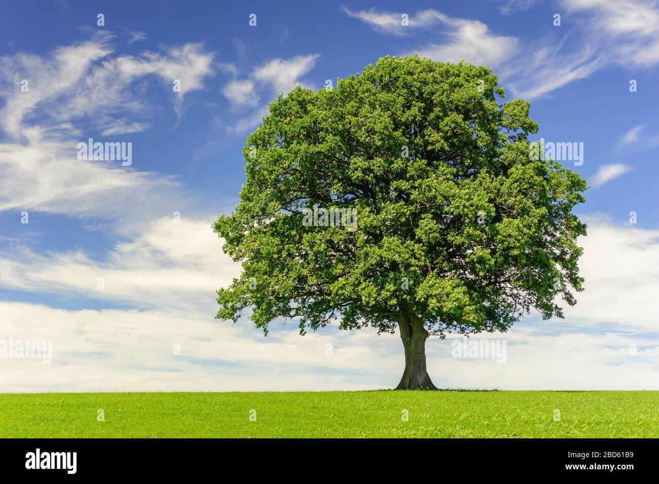 Big oak tree hi-res stock photography and images - Alamy