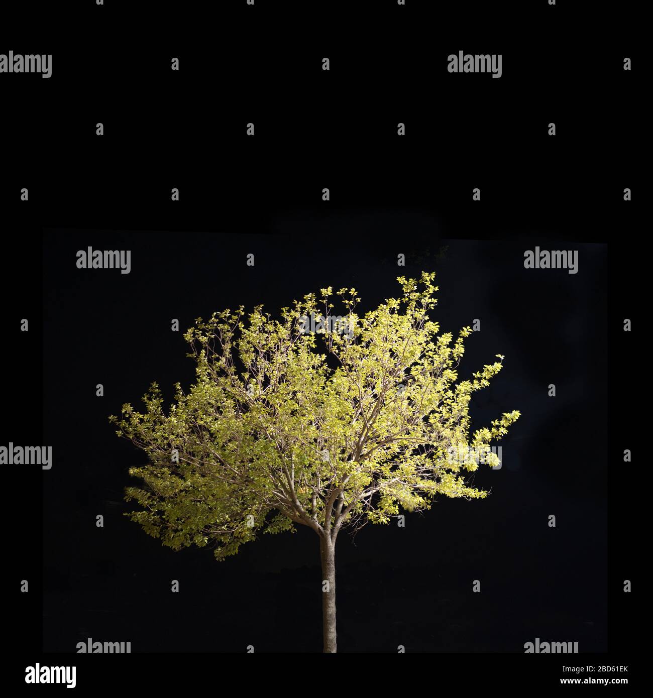 Tree black symbol on hi-res stock photography and images - Alamy