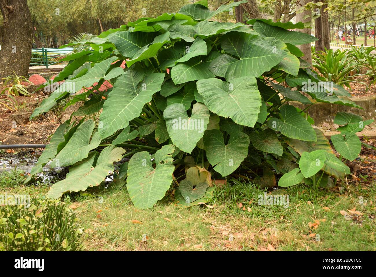Deep Natural Rain forest/Jungle In India Big Trees And Tree Branches ...