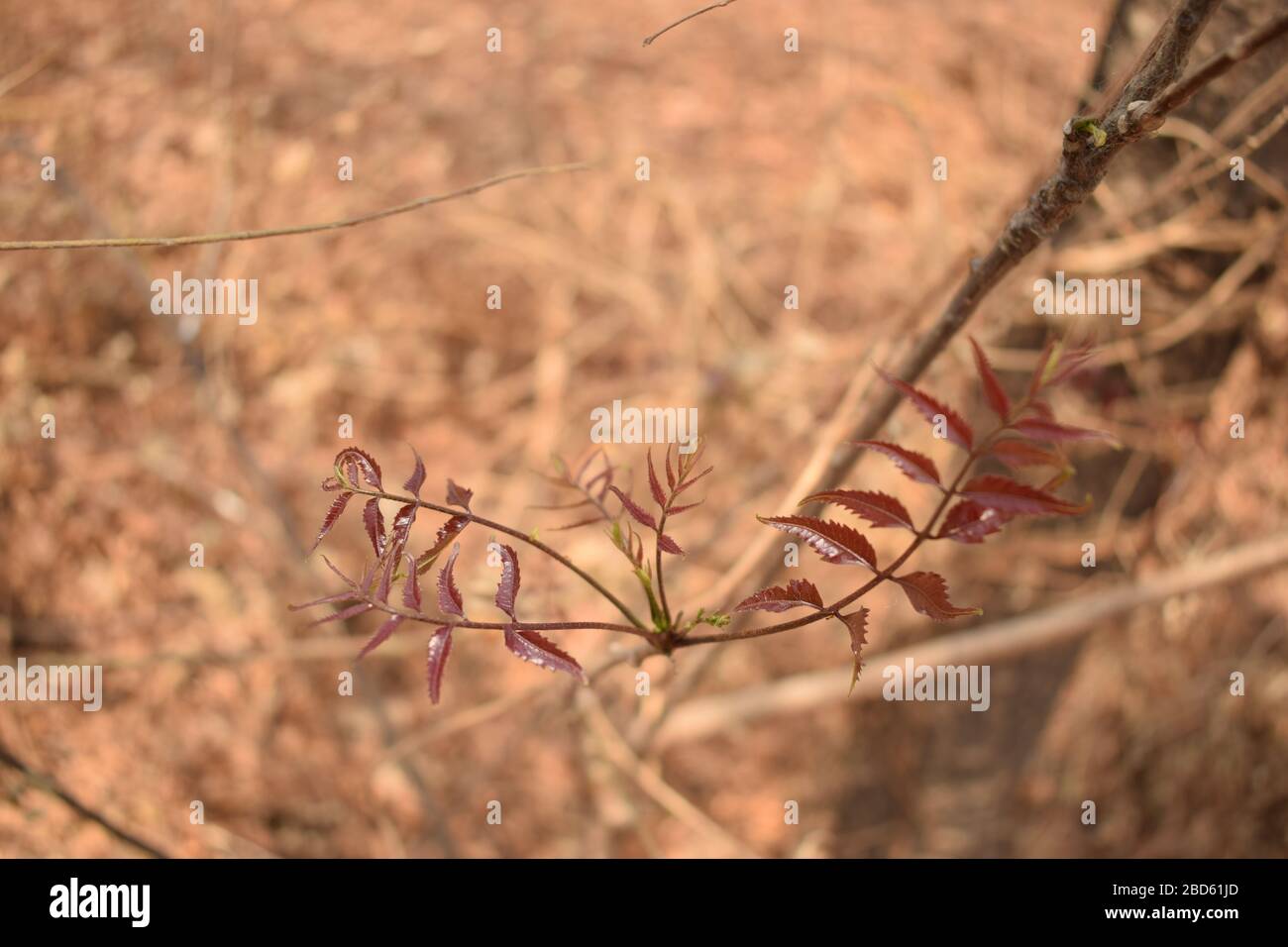 Neem tree hi-res stock photography and images - Alamy