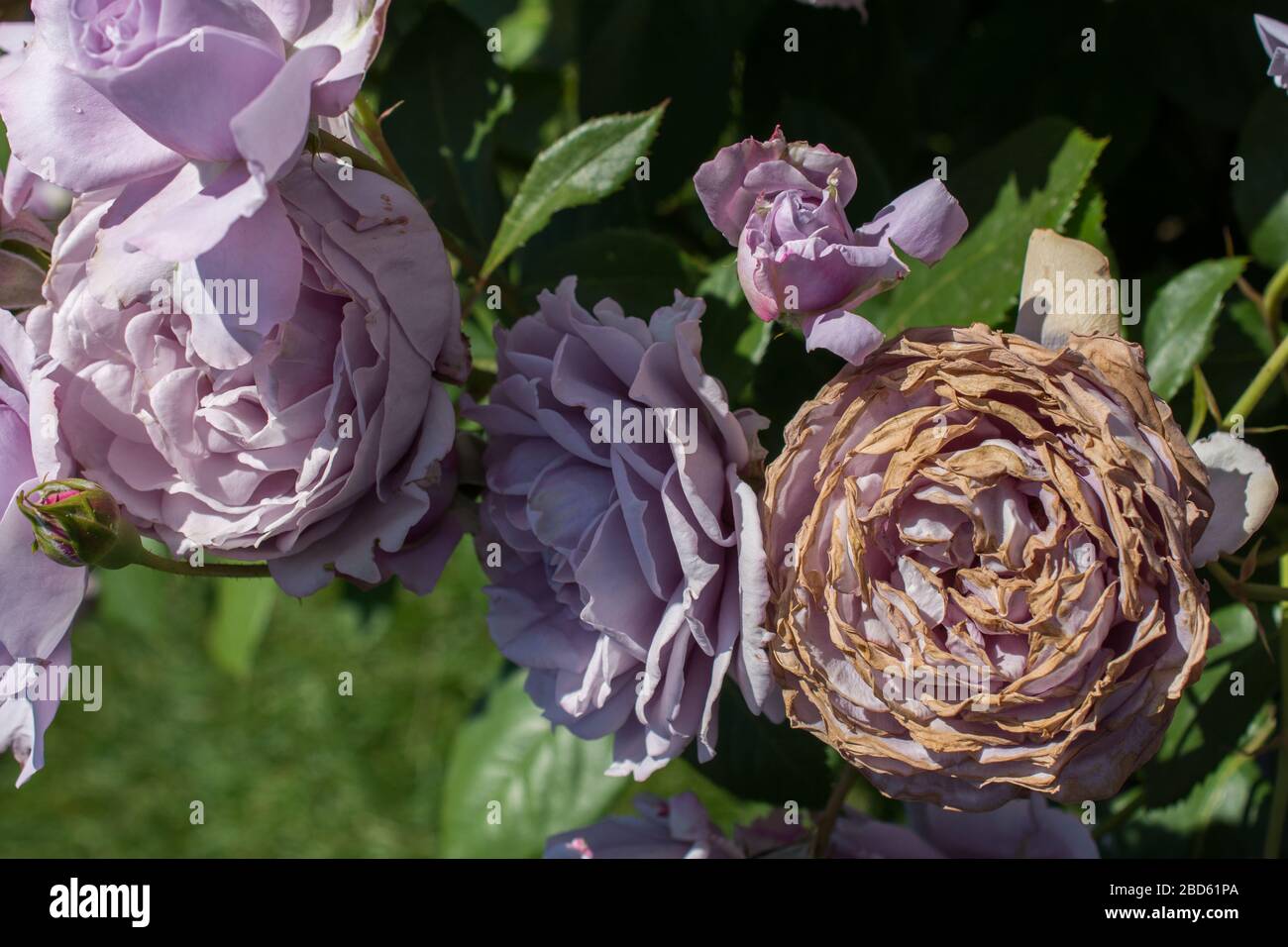 Blooming beautiful bunch of roses in spring garden Stock Photo - Alamy