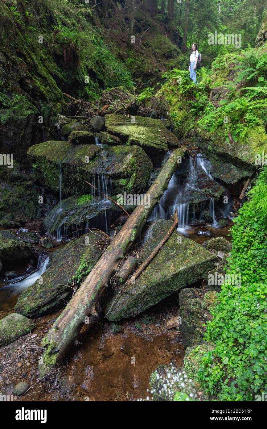 Argyll forest park cowal hi-res stock photography and images - Alamy Argyll forest park cowal hi-res stock photography and images - Alamy