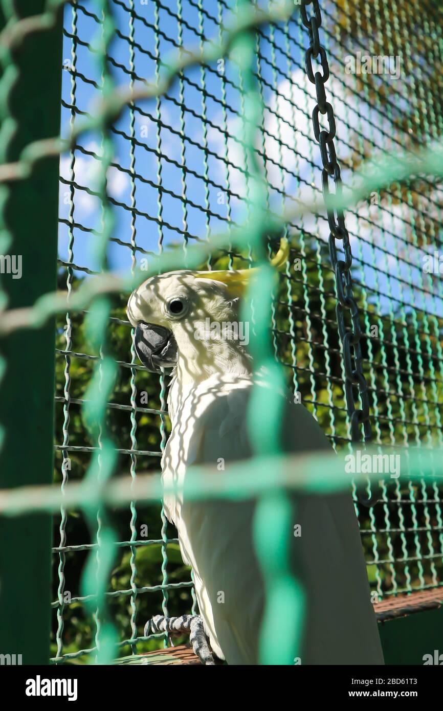 Popinjay parrot hi-res stock photography and images - Alamy