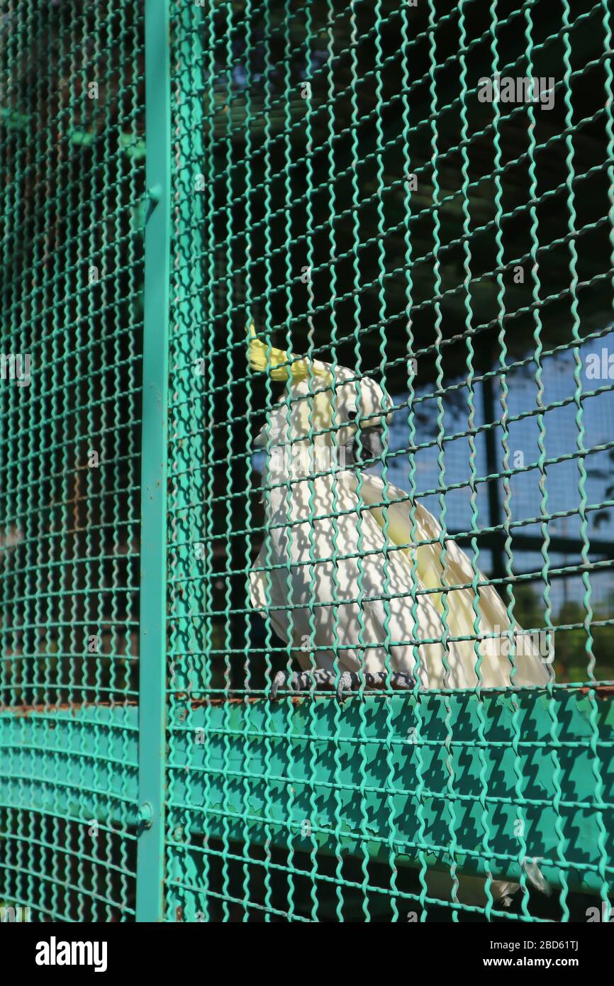 Popinjay parrot hi-res stock photography and images - Alamy