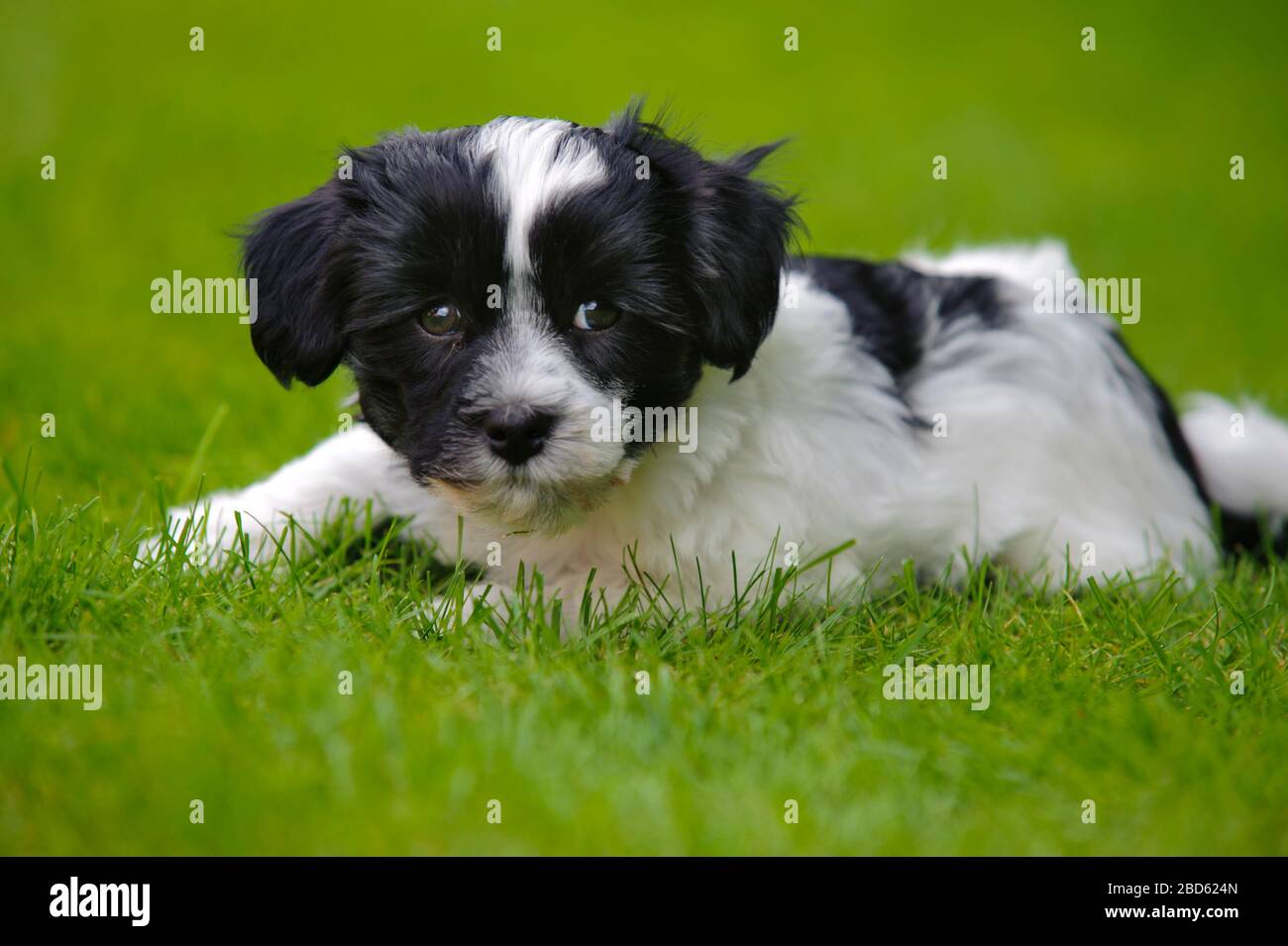 young puppy dog in portrait Stock Photo - Alamy