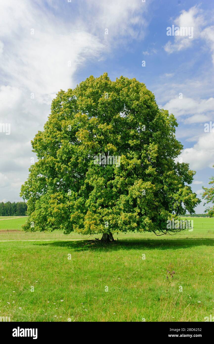 Beautiful single tree perfect hi-res stock photography and images - Alamy