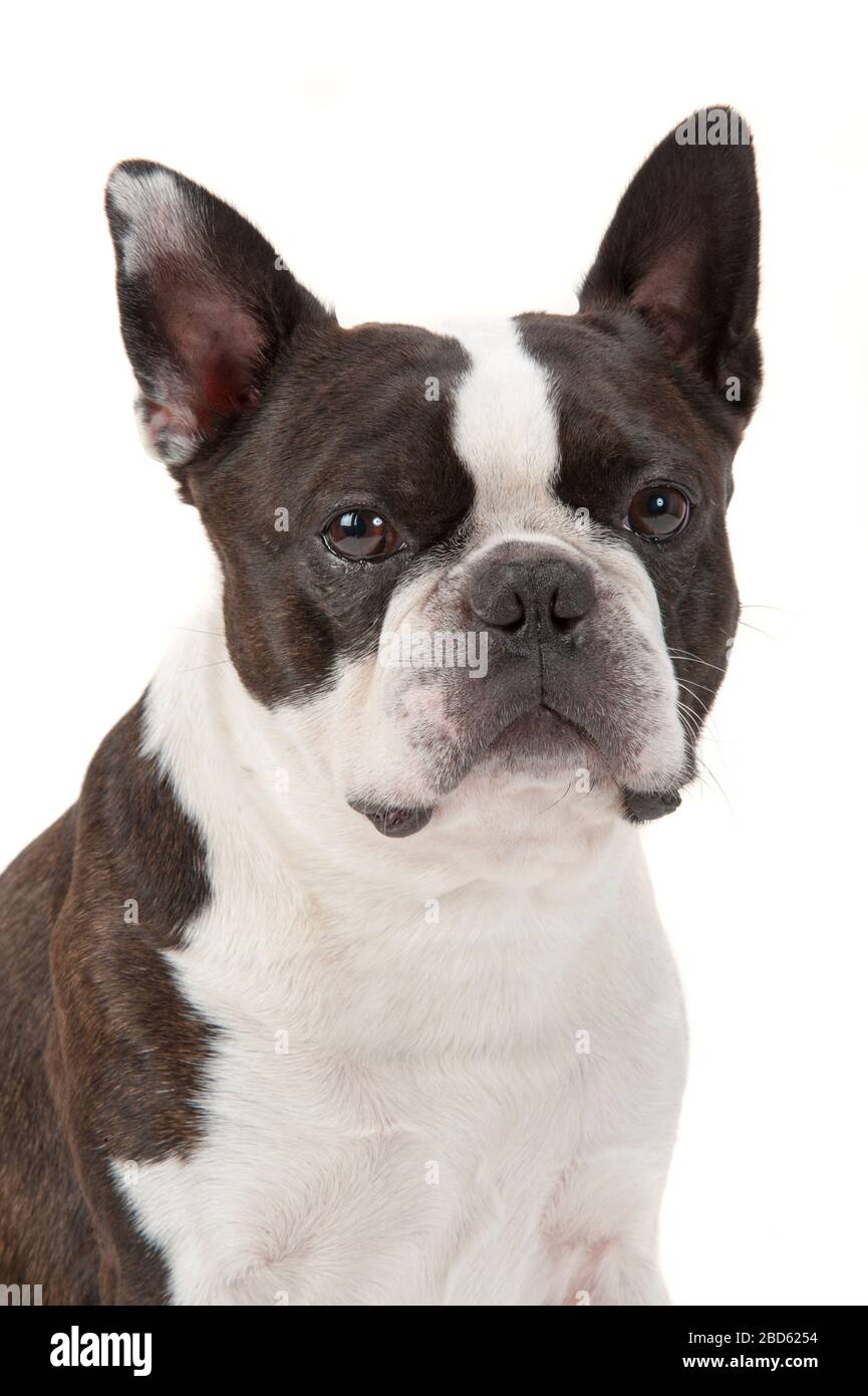 young puppy dog in portrait Stock Photo - Alamy