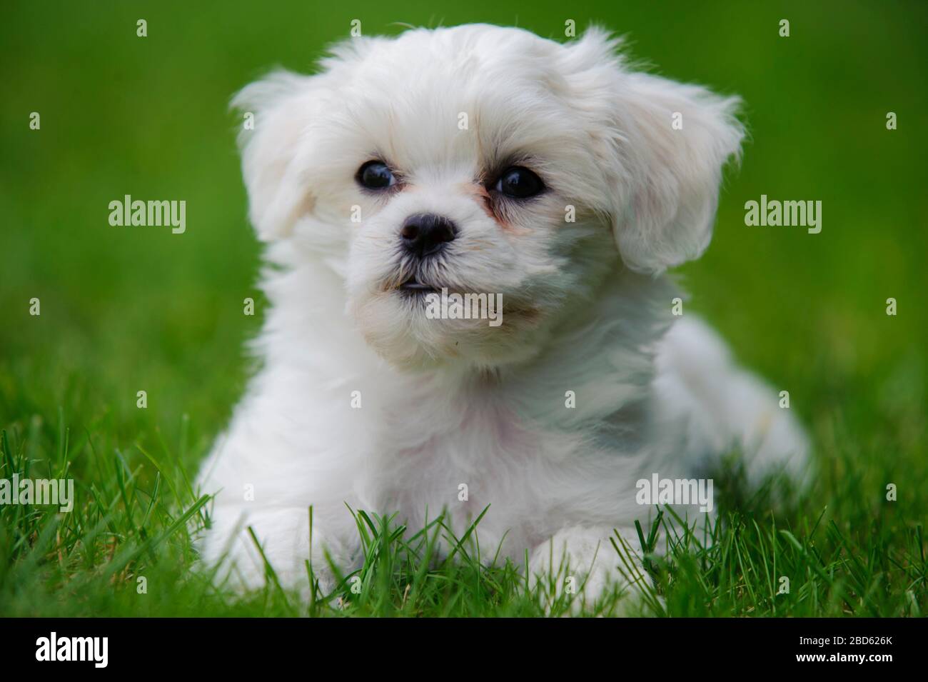 young puppy dog in portrait Stock Photo - Alamy
