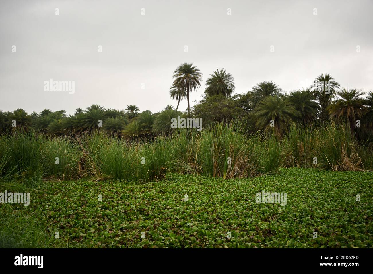 Deep Natural Rain forest/Jungle In India Big Trees And Tree Branches ...