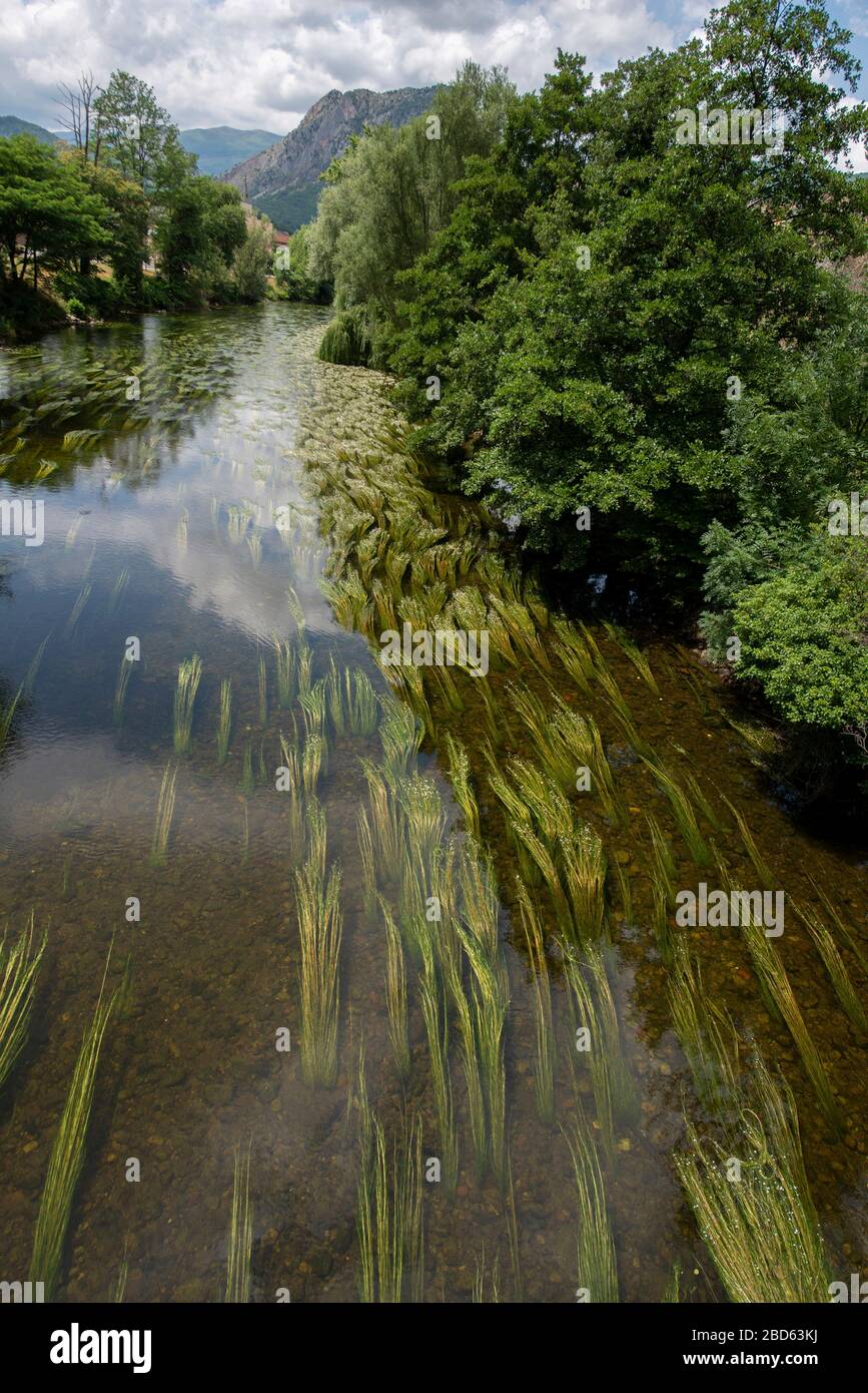 River weed, river, Catalonia province, Spain, Europe Stock Photo - Alamy