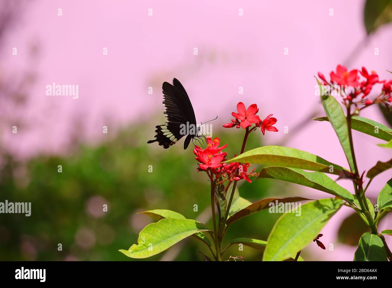 side view of black swallowtail butterfly feeding juice on red flowers ...