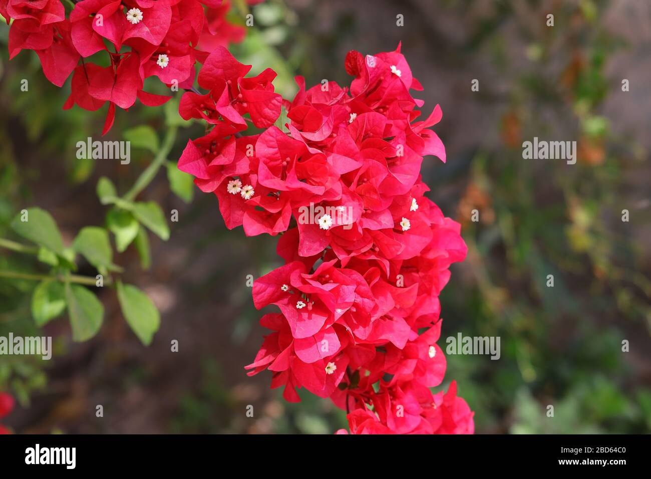 red bougainvillea flowers blooming in the garden Stock Photo - Alamy