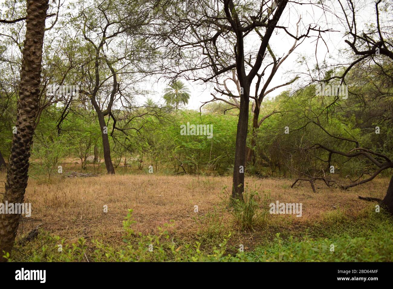 Deep Natural Autumn forest/Jungle In India Big Trees And Tree Branches ...