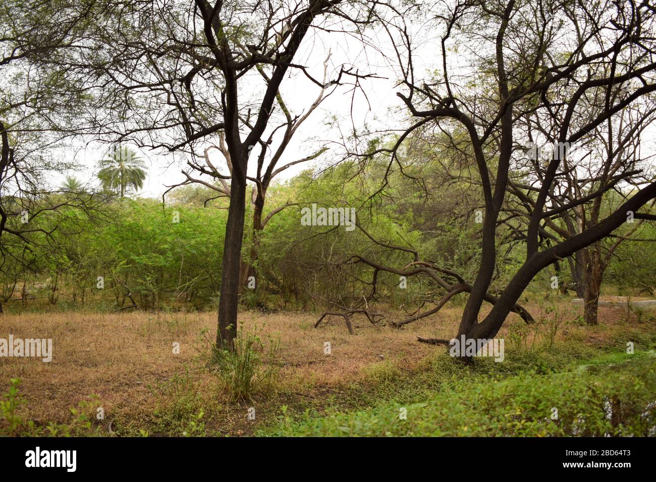 Deep Natural Autumn forest/Jungle In India Big Trees And Tree Branches ...