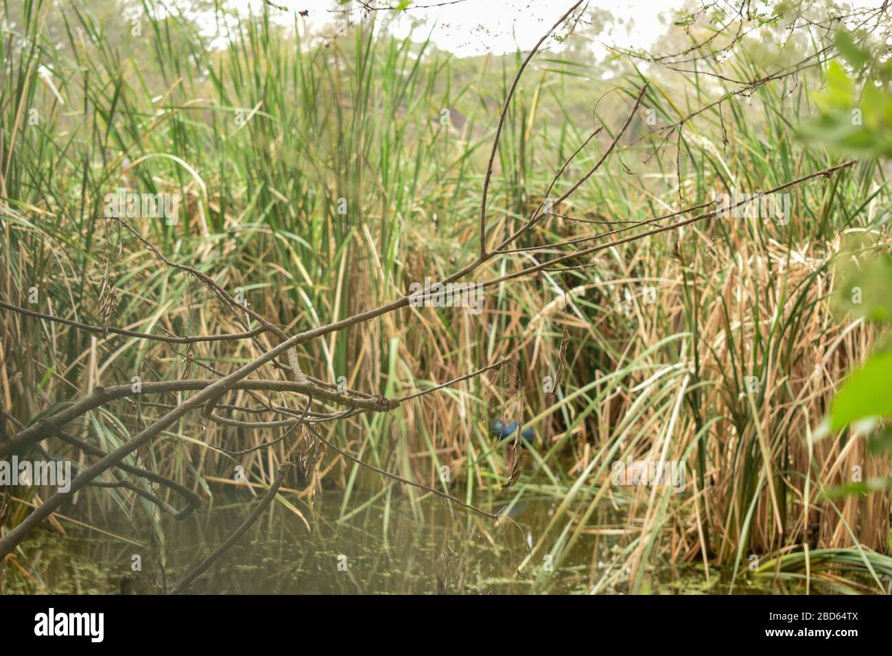 Deep Natural Rain forest/Jungle In India Big Trees And Tree Branches ...