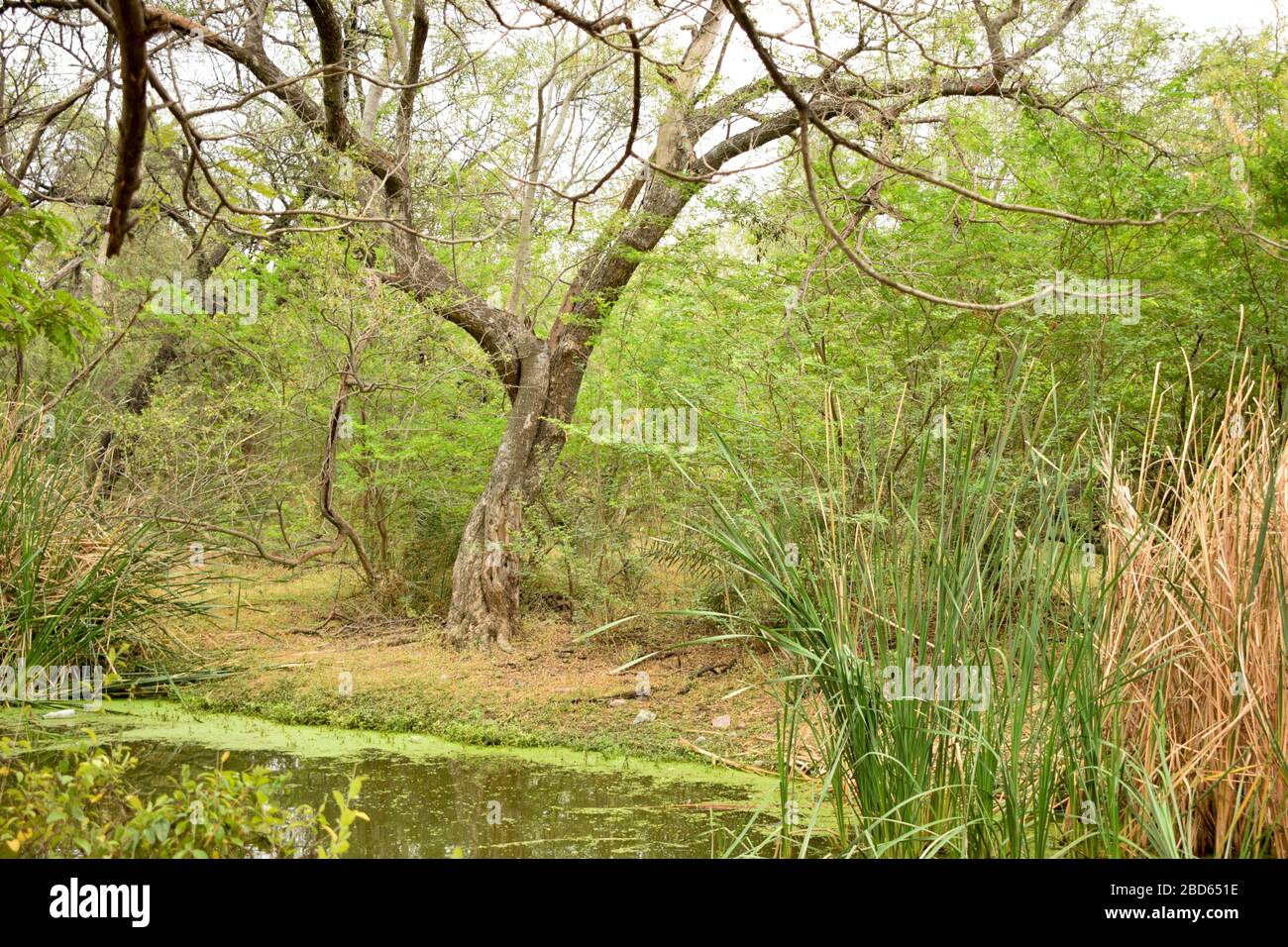 Rain forest with Pond and tree background. Green rain forest jungle ...