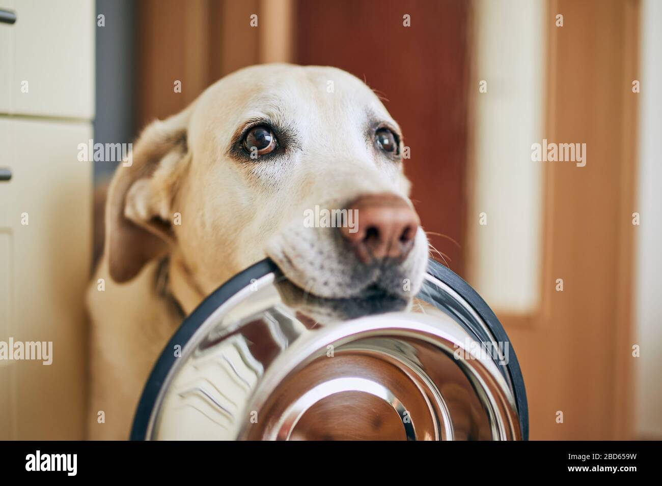 Hungry dog with sad eyes is waiting for feeding in home kitchen. Cute ...