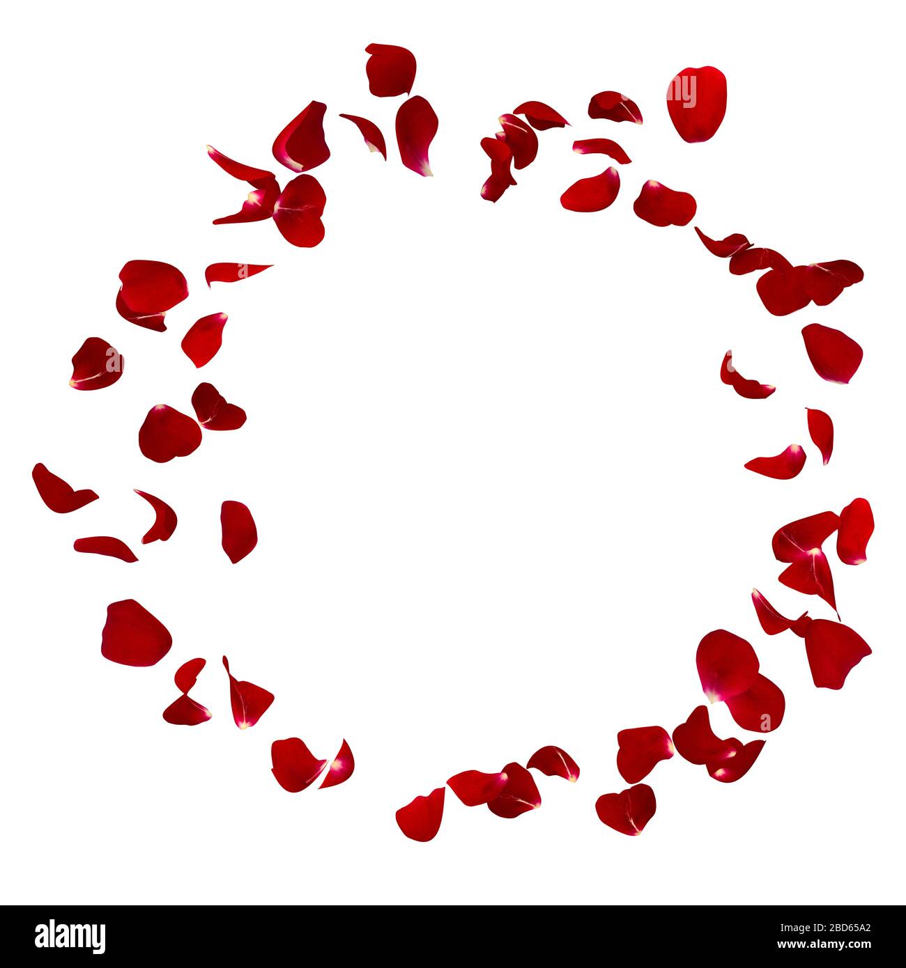 Red rose petals fly in the air. Isolated white background Stock Photo ...