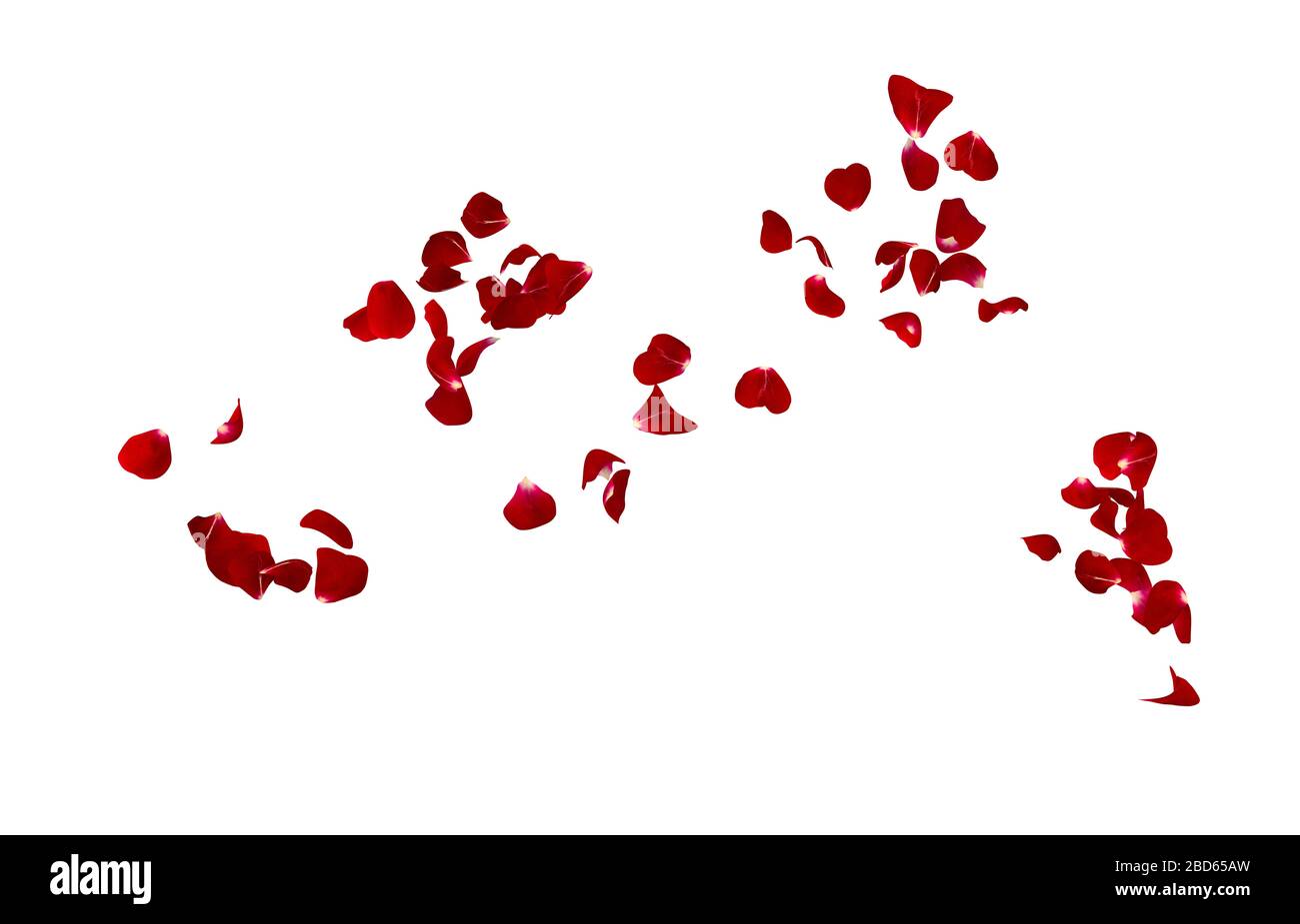 Red rose petals fly in the air. Isolated white background Stock Photo ...