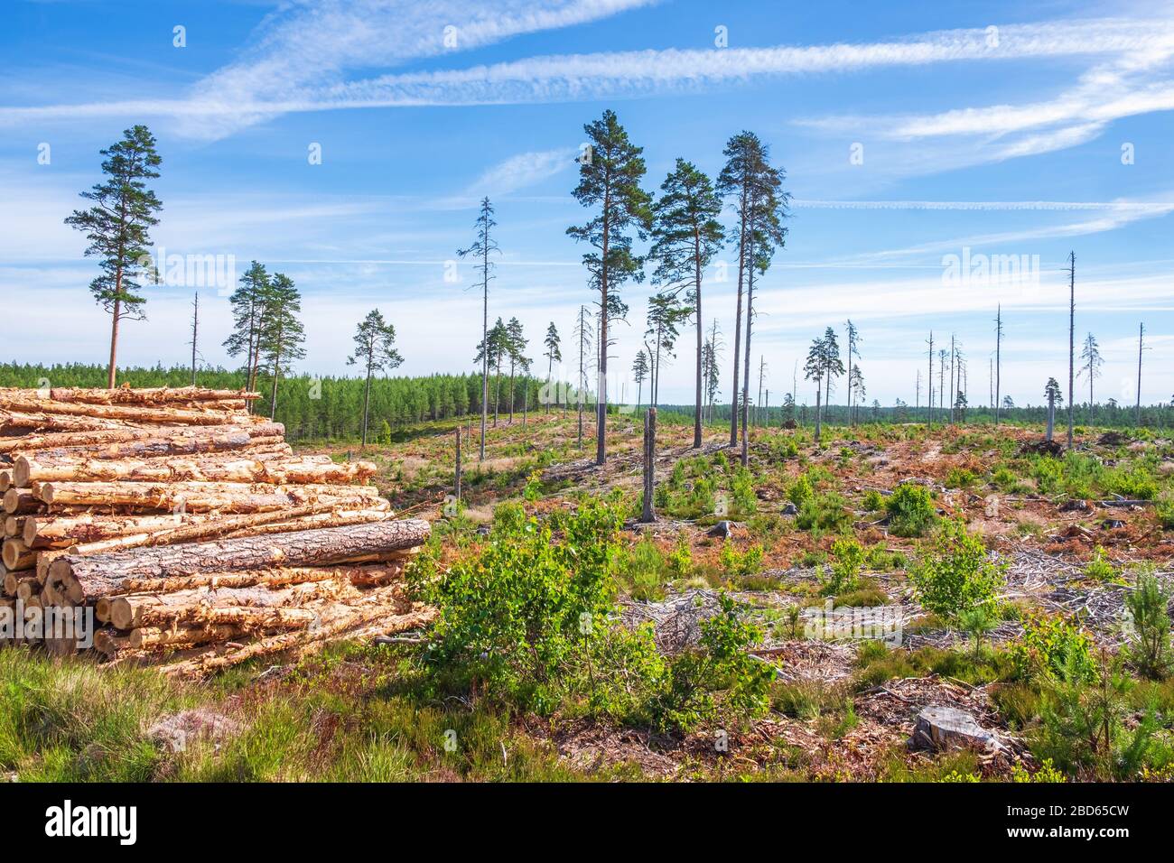 View at a clearcutting in the woodland with a timber stack Stock Photo ...