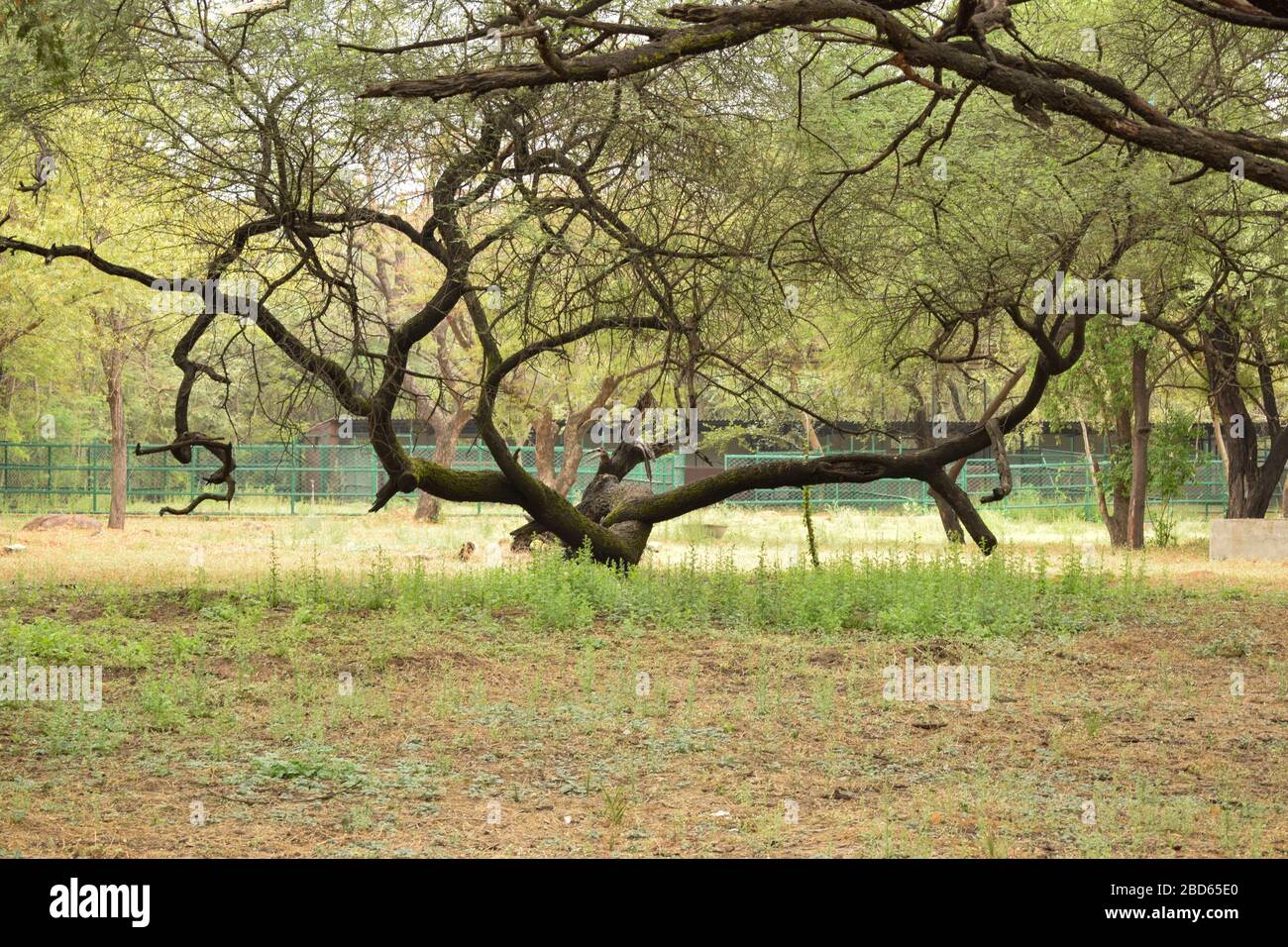 Natural Rain forest/Jungle In India Big Trees And Tree Branches ...