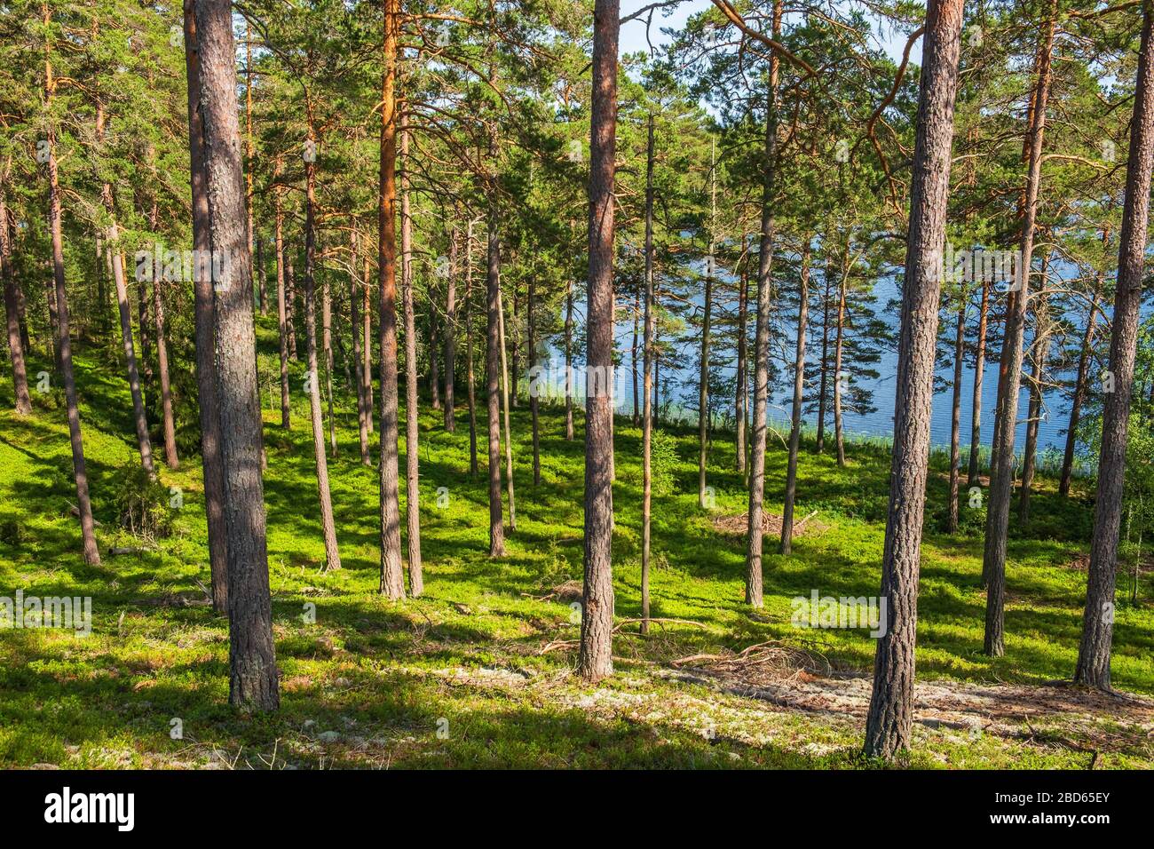 Beautiful nature lakeshore pine hi-res stock photography and images - Alamy
