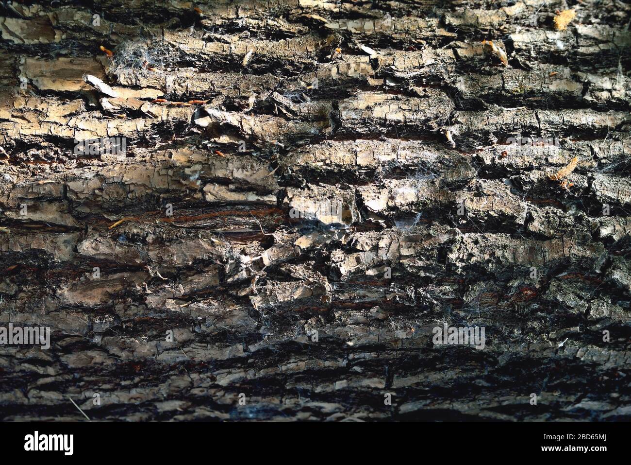 Bark of a tree of heterogeneous texture, volume texture of gray color ...