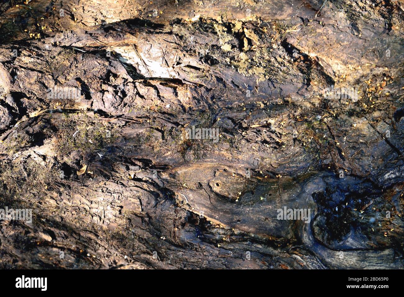 Bark of a tree of heterogeneous texture, volume texture of gray color ...