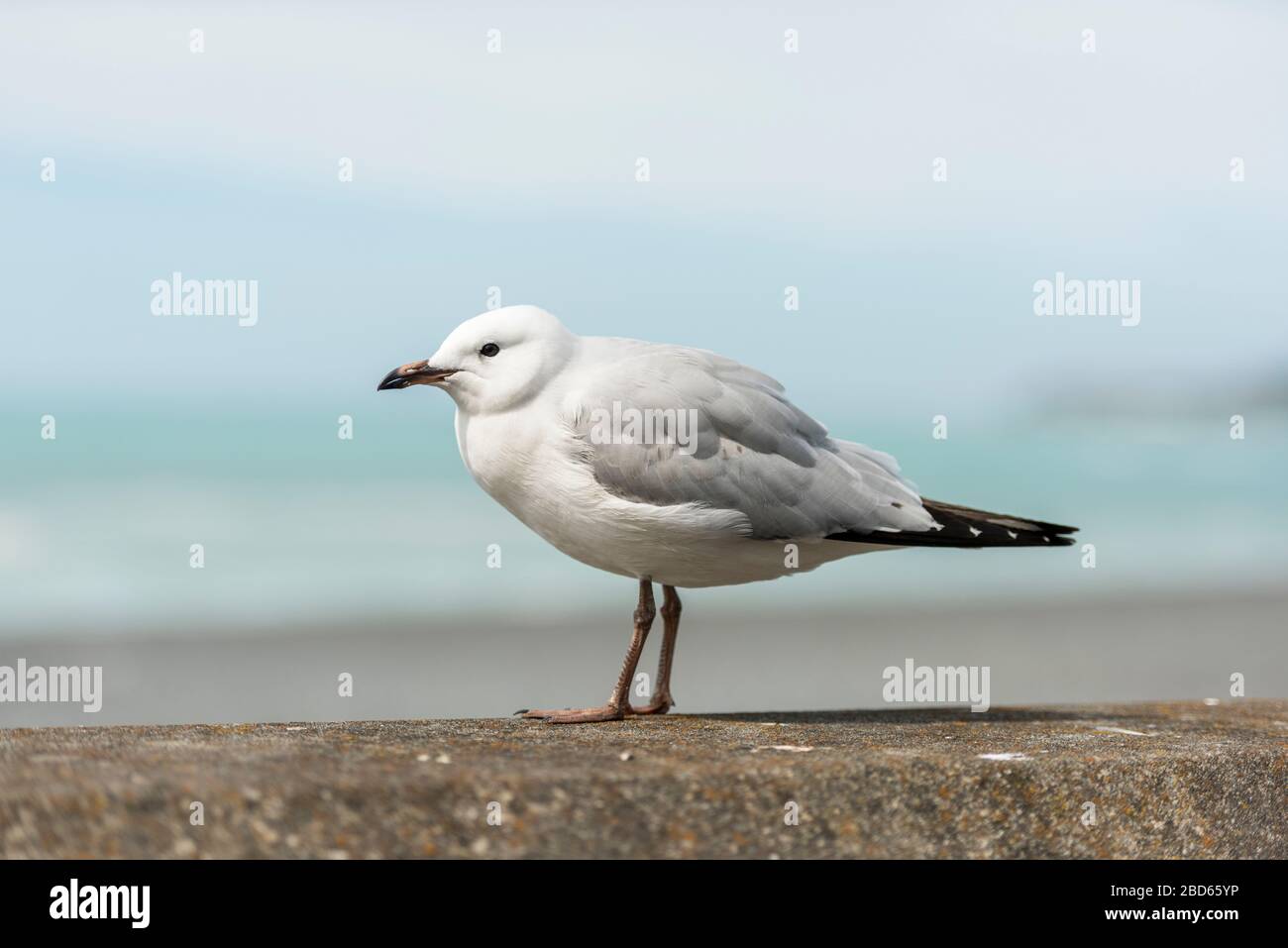 A common seagull standing on a wall Stock Photo - Alamy