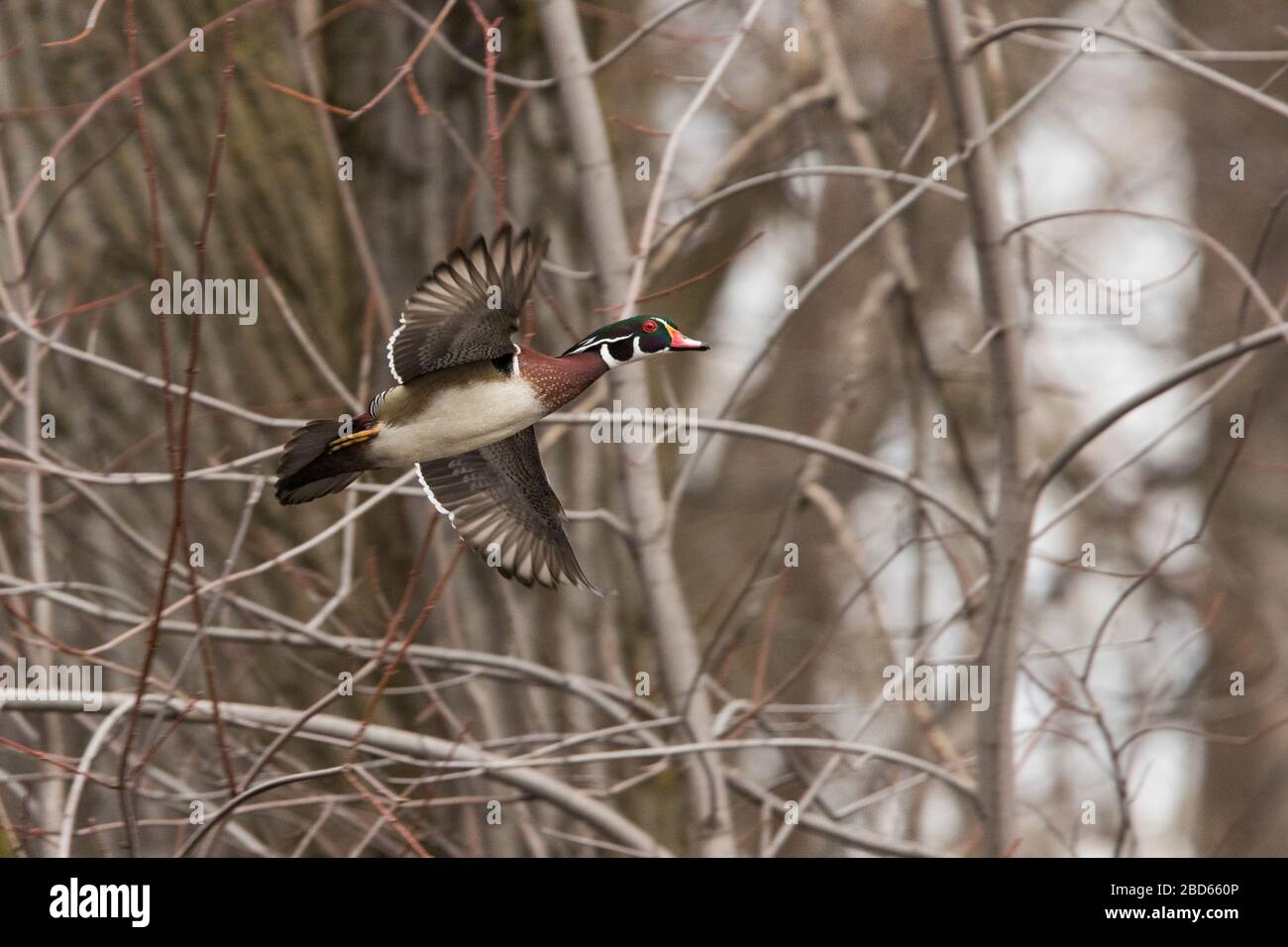 wood duck landing in spring Stock Photo - Alamy