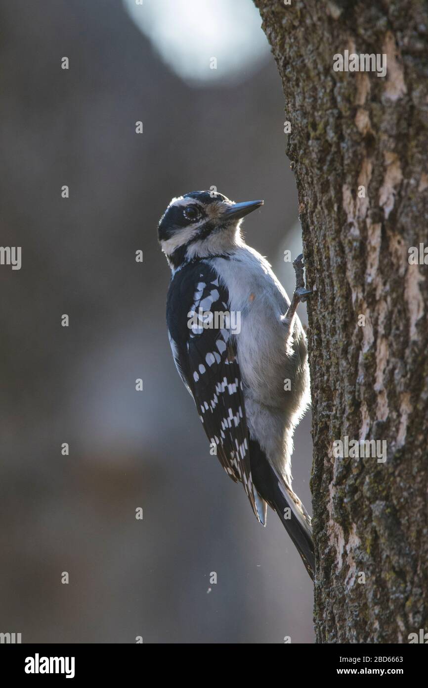 hairy woodpecker (Leuconotopicus villosus Stock Photo - Alamy