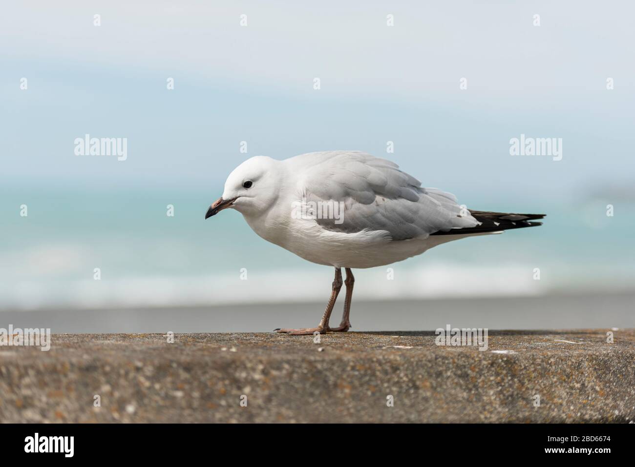 Common seagull hi-res stock photography and images - Alamy