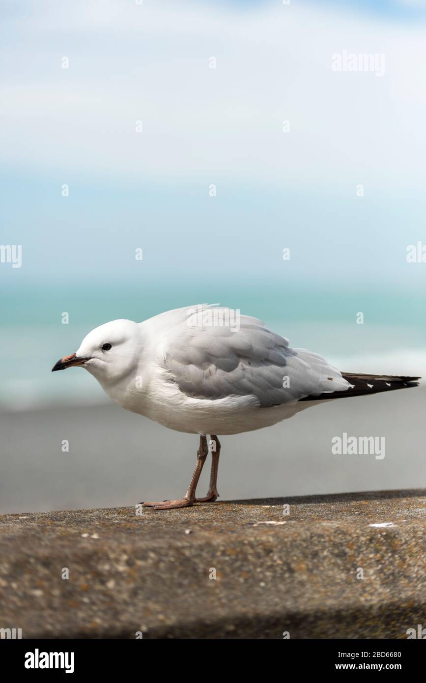 Seagull side view bird hi-res stock photography and images - Alamy