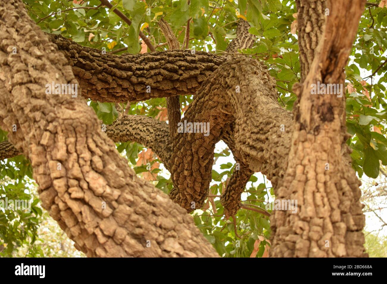 Autumn forest/Jungle In India Big Trees And Tree Branches Stock ...