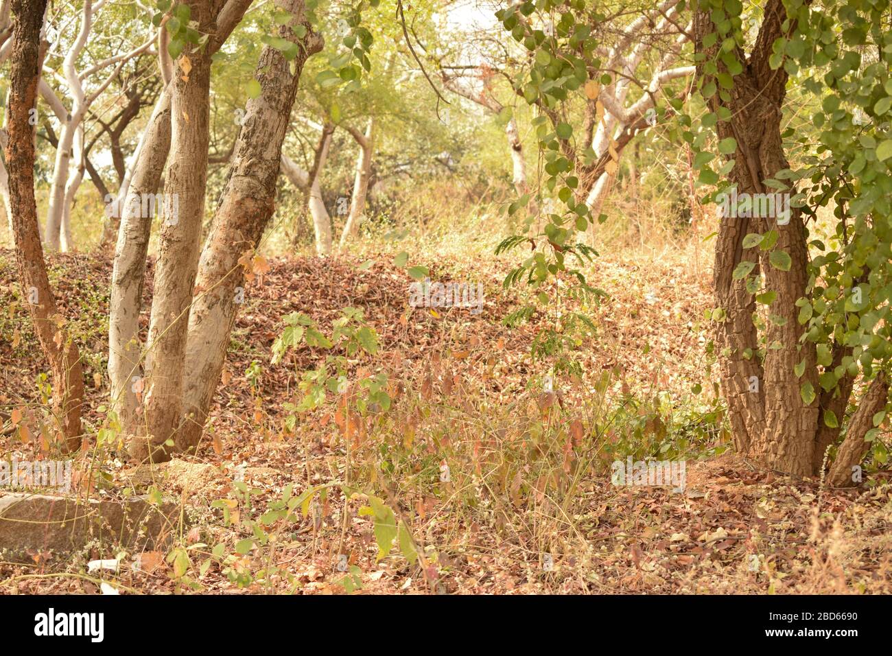Autumn forest/Jungle In India Big Trees And Tree Branches Stock ...