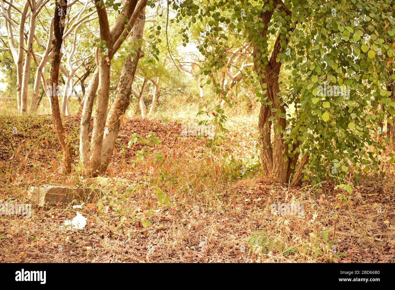 Autumn forest/Jungle In India Big Trees And Tree Branches Stock ...