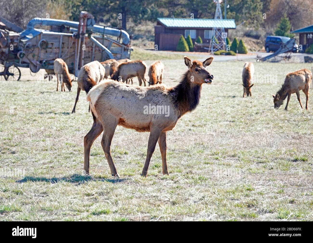 Elk graze on large hi-res stock photography and images - Alamy