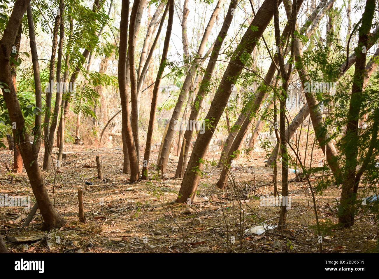 Autumn forest/Jungle In India Big Trees And Tree Branches Stock ...