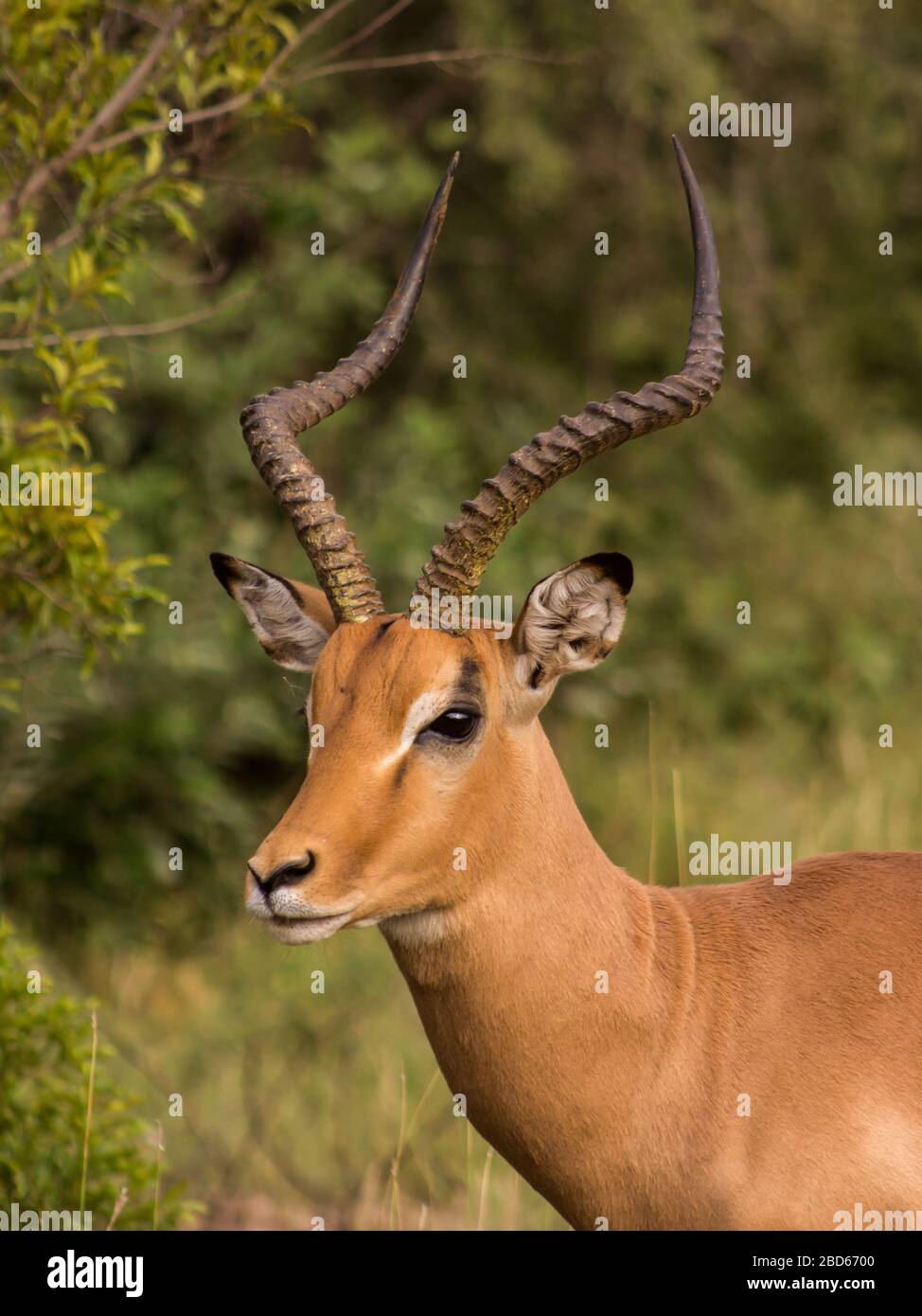 African Impala Head