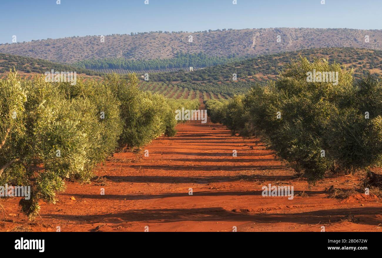 Olive grove hi-res stock photography and images - Alamy