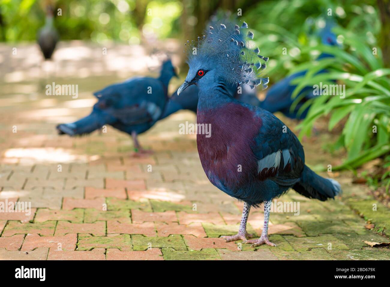 African green pigeons hi-res stock photography and images - Alamy