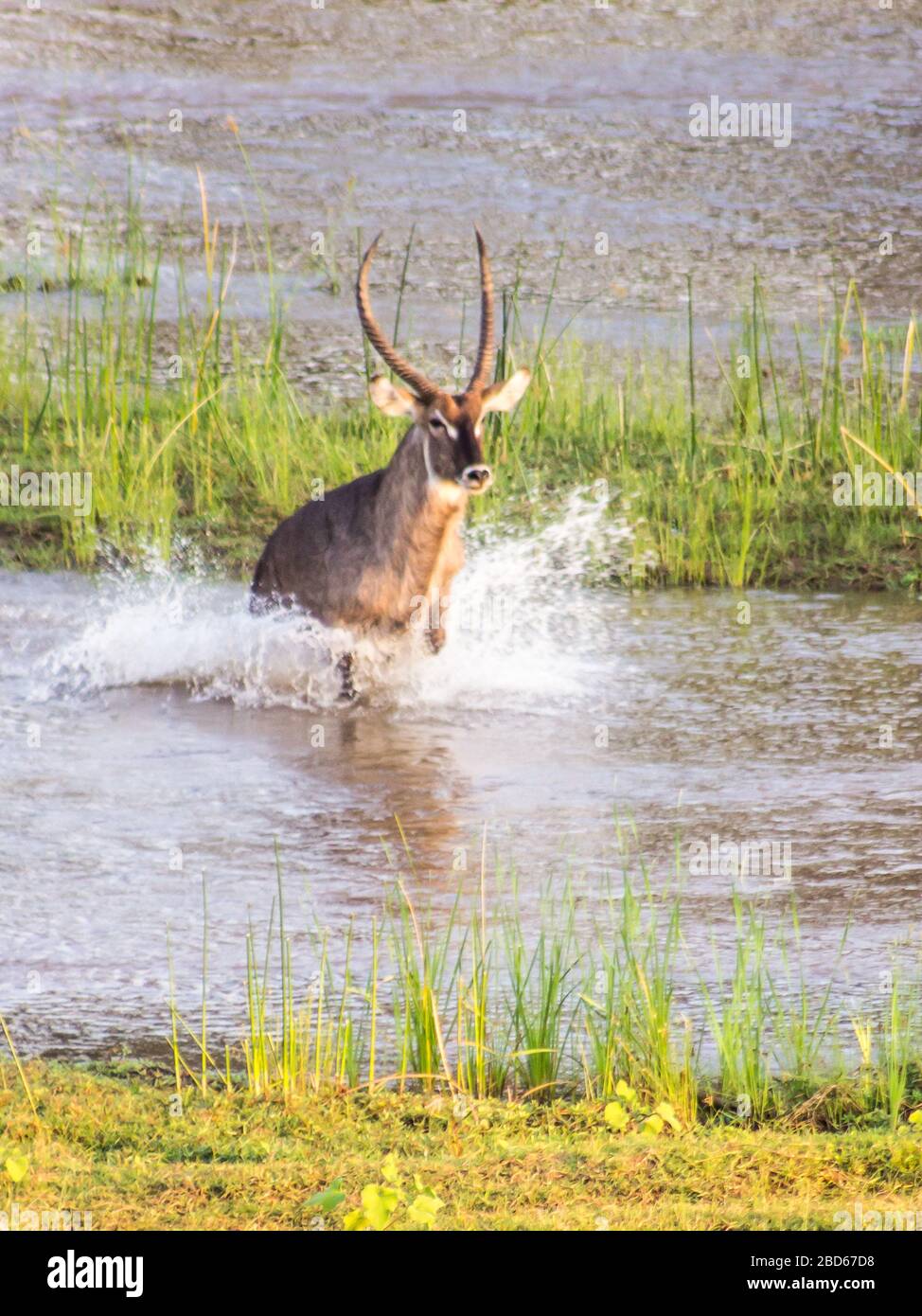 A waterbuck bull (Kobus ellipsiprymnus) leaping through the water of ...