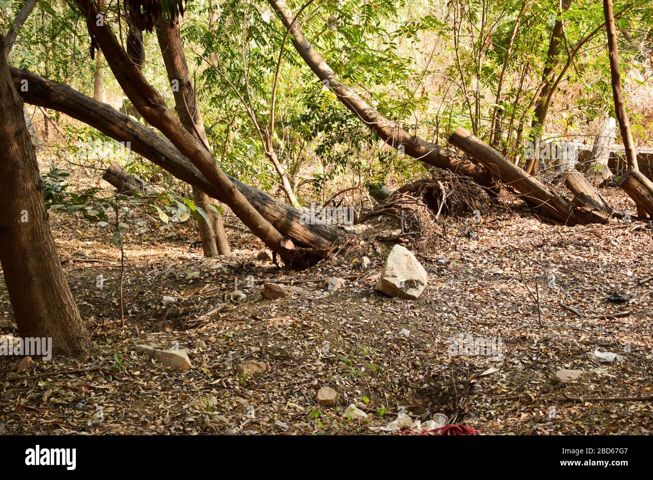 Autumn forest/Jungle In India Big Trees And Tree Branches Stock ...