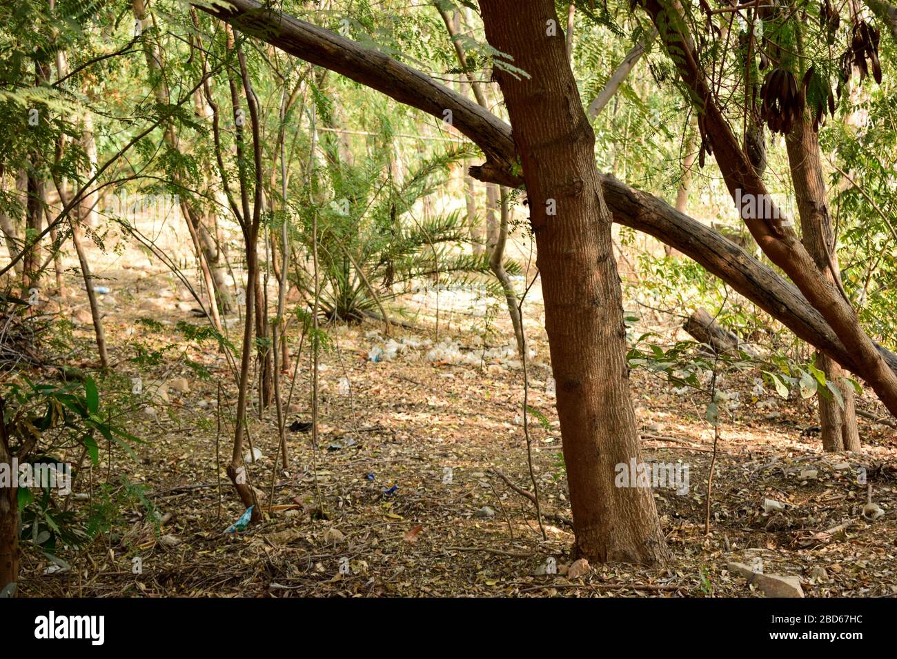 Autumn forest/Jungle In India Big Trees And Tree Branches Stock ...