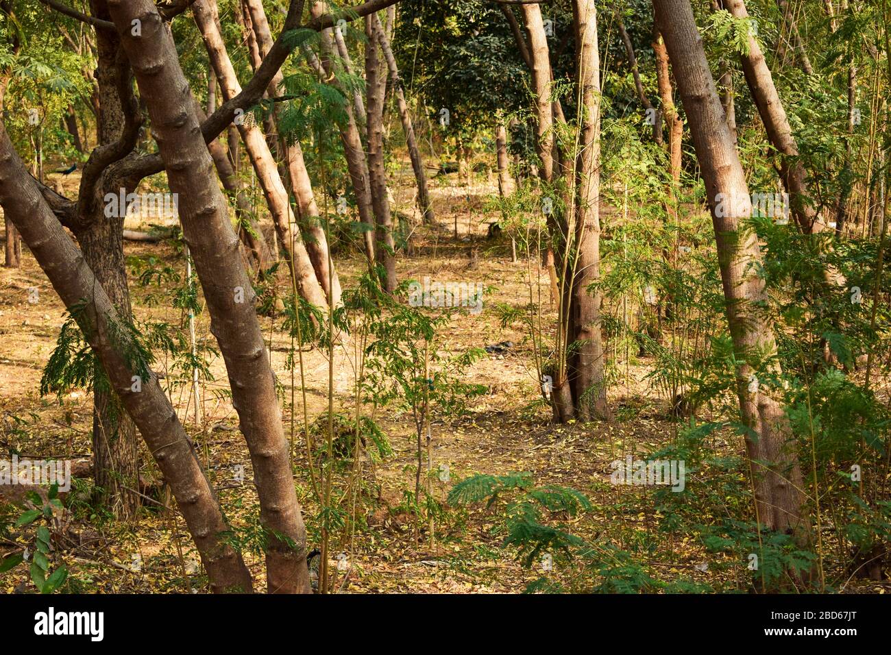 Autumn forest/Jungle In India Big Trees And Tree Branches Stock ...