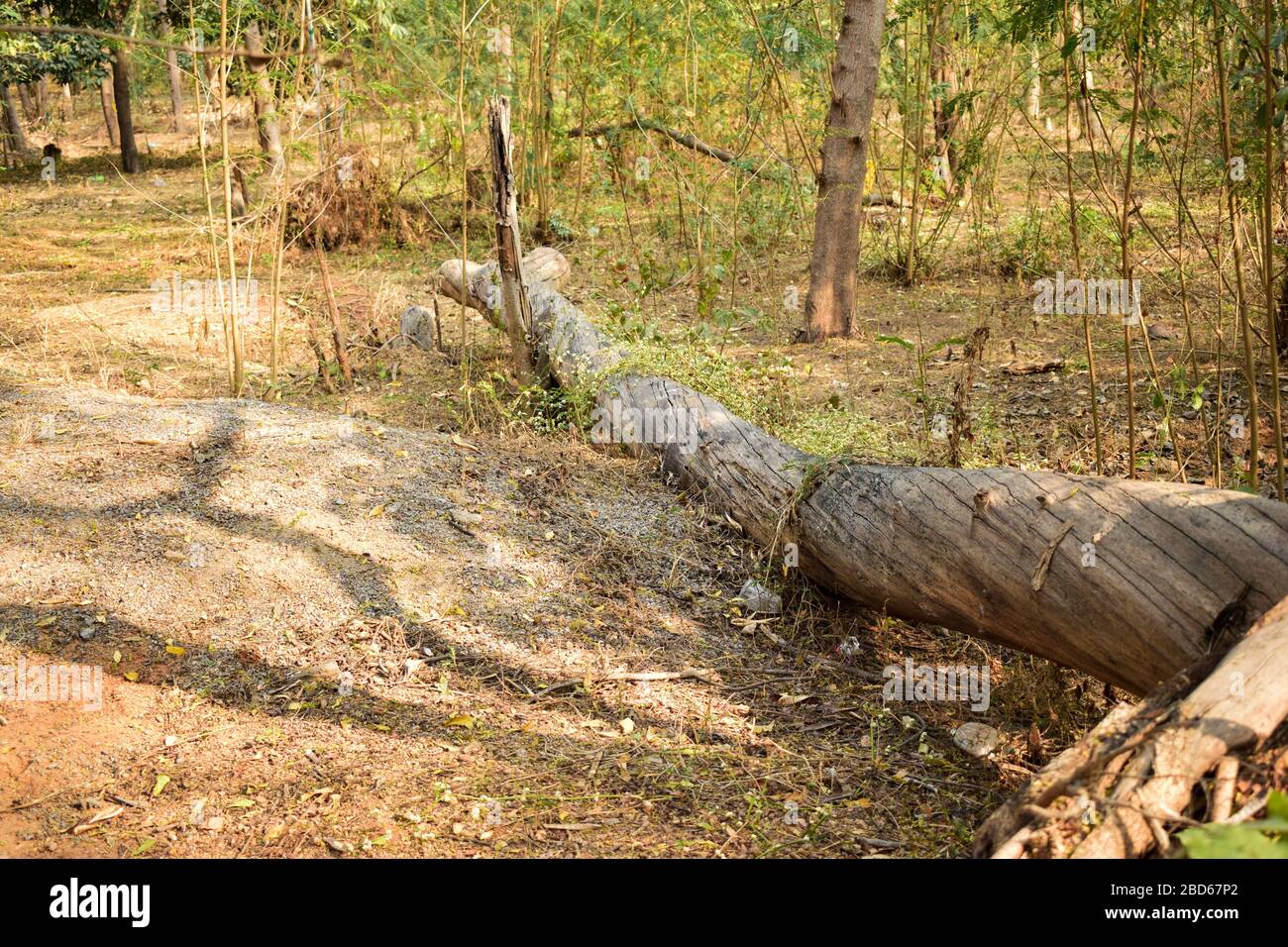 Autumn forest/Jungle In India Big Trees And Tree Branches Stock ...